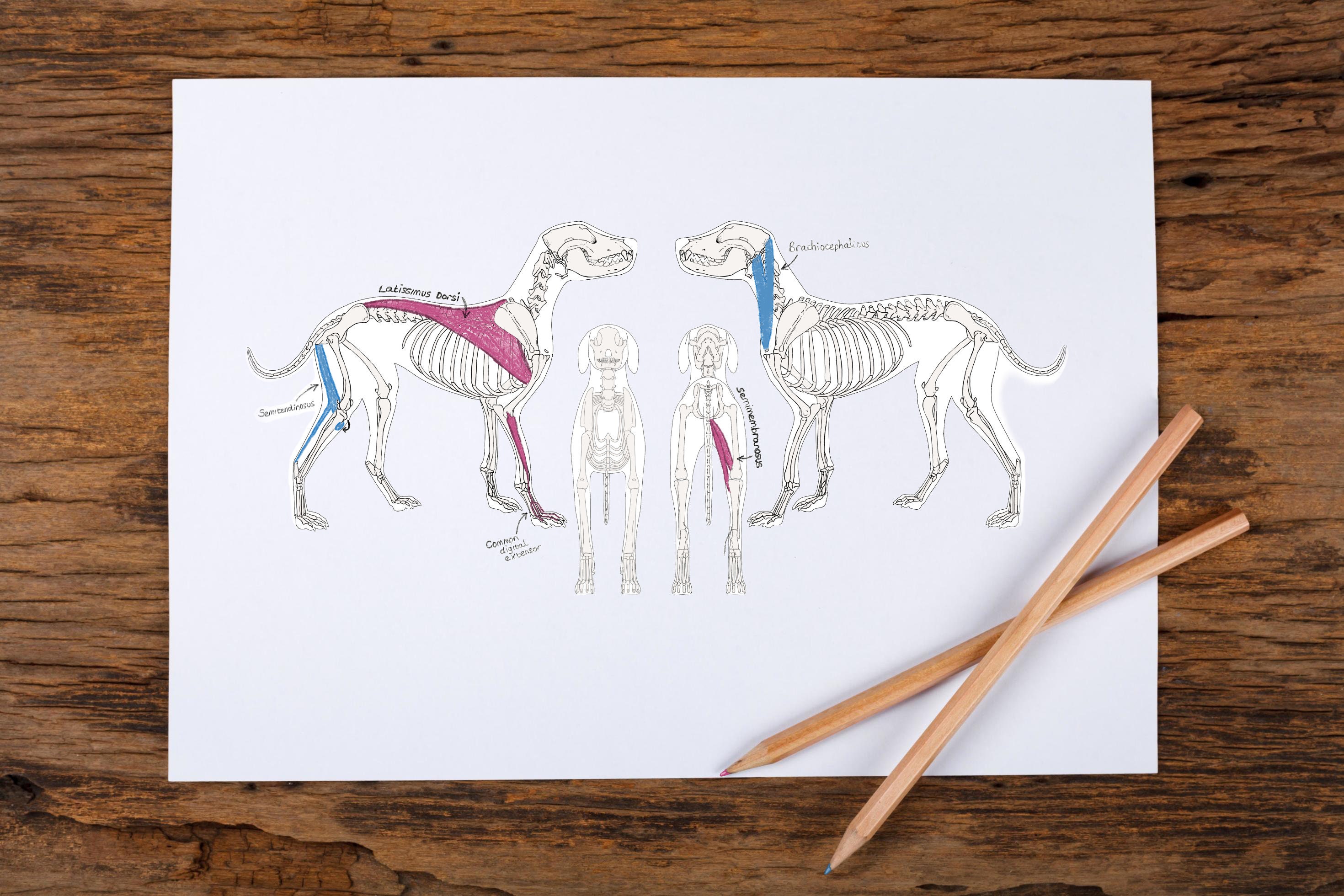 Canine Body Chart - Etsy
