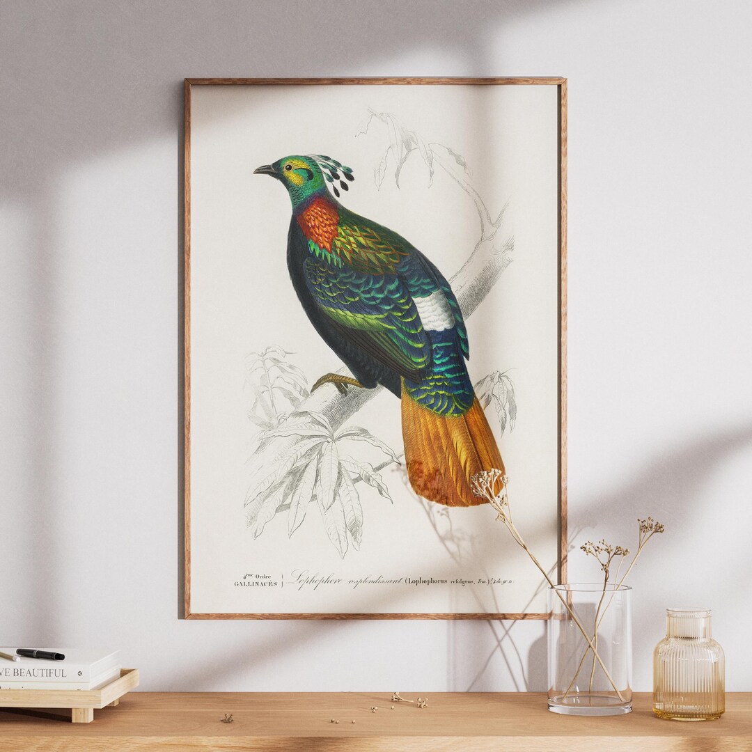 Himalayan Monal Vintage Bird Poster – Printable Wall Art – Antique ...