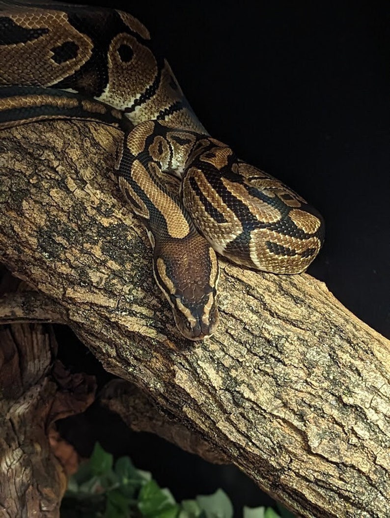 Snake Care Card - Etsy