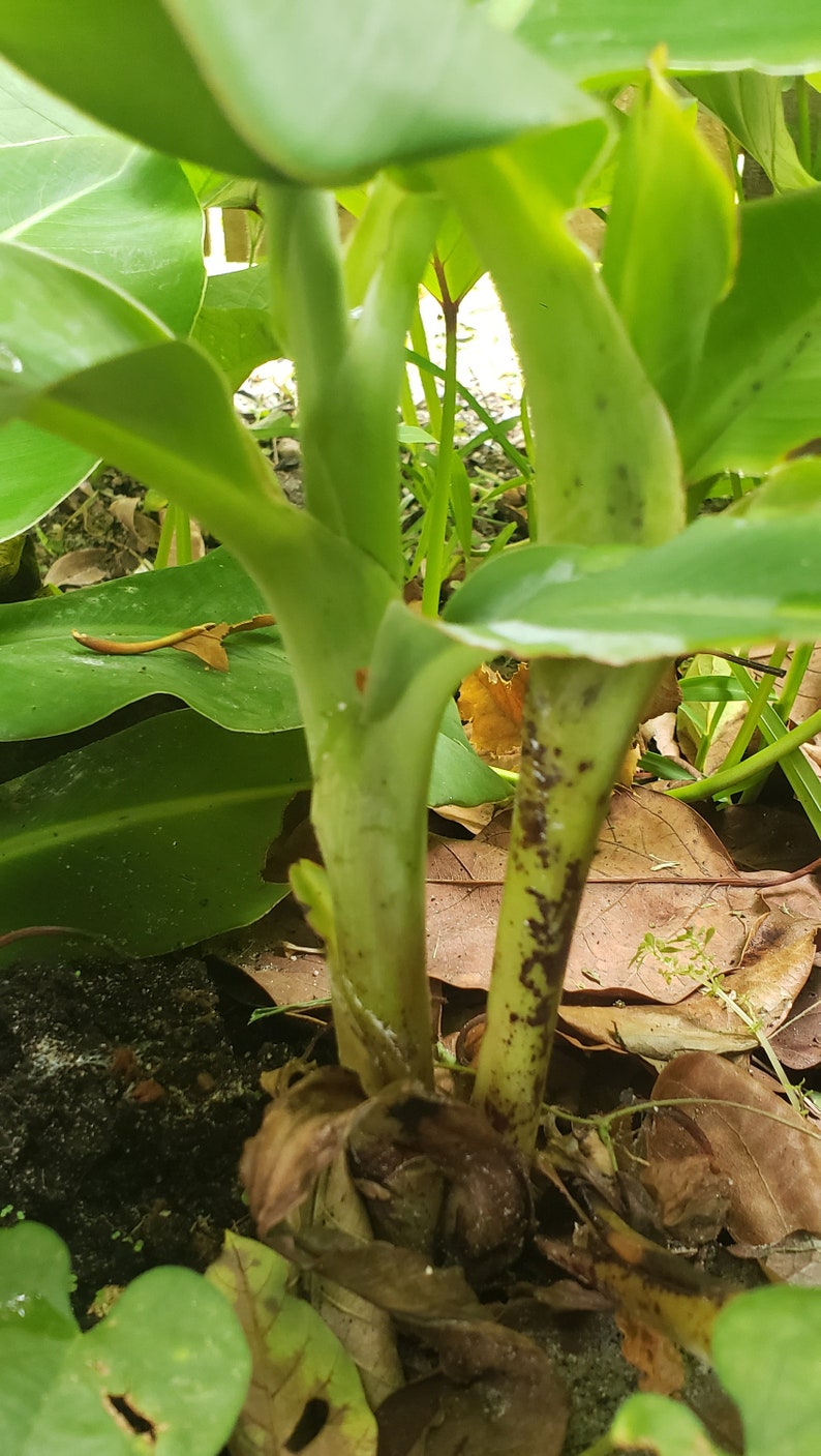 Dwarf Banana Plant Pups, Organic, Non-gmo - Etsy