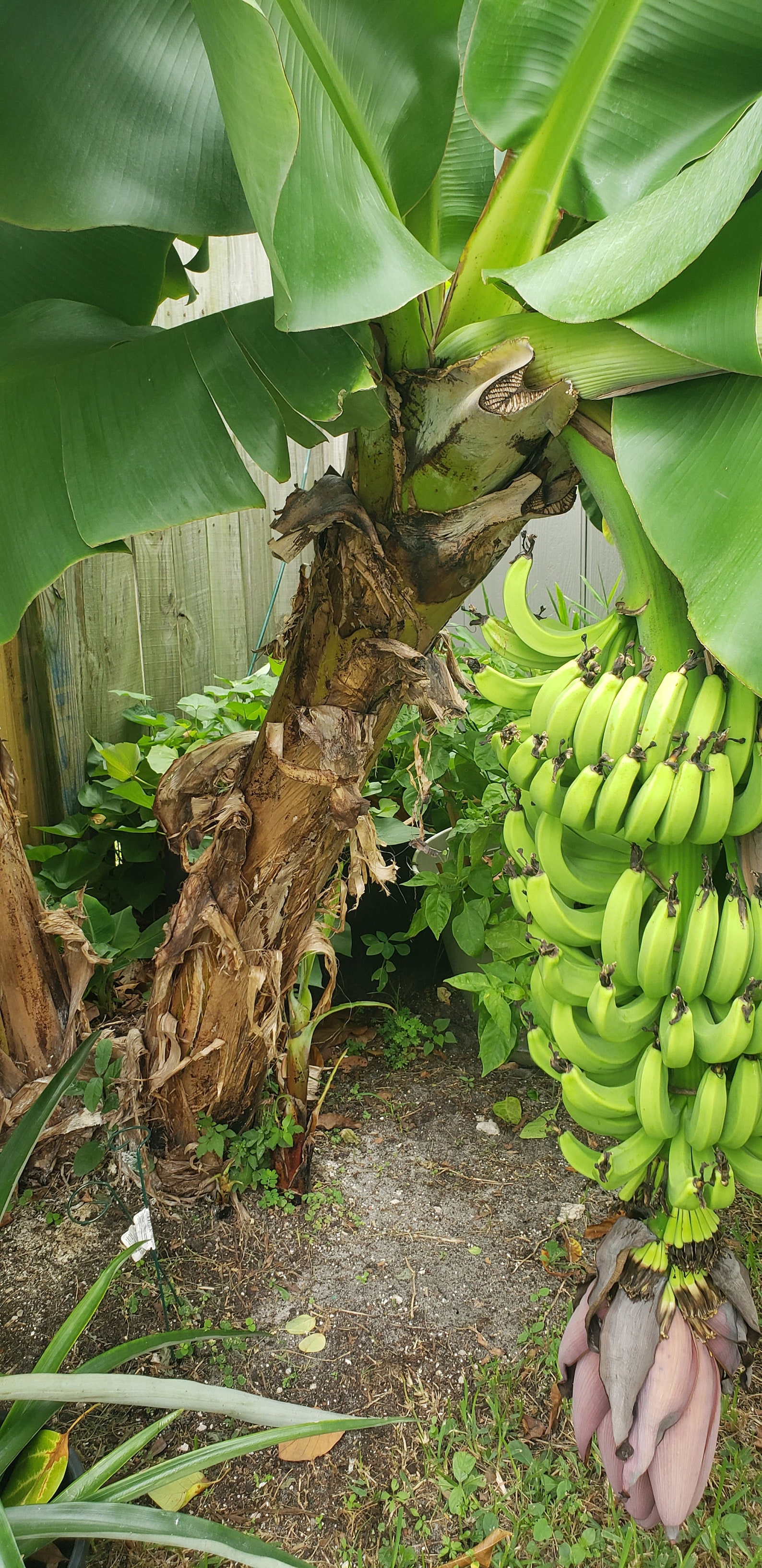 Dwarf Banana Plant Pups, Organic, Non-gmo - Etsy