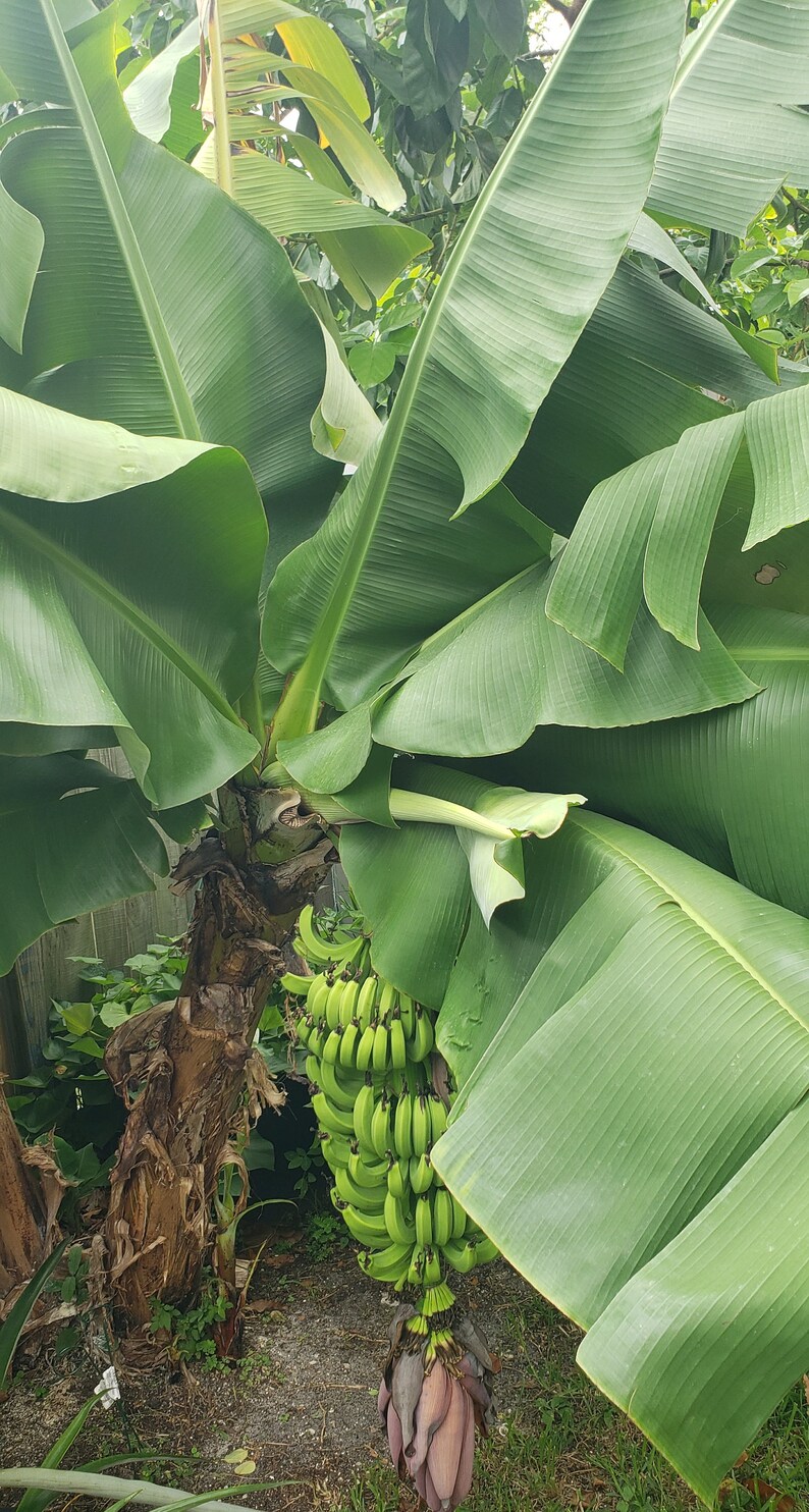 Dwarf Banana Plant Pups, Organic, Non-gmo - Etsy