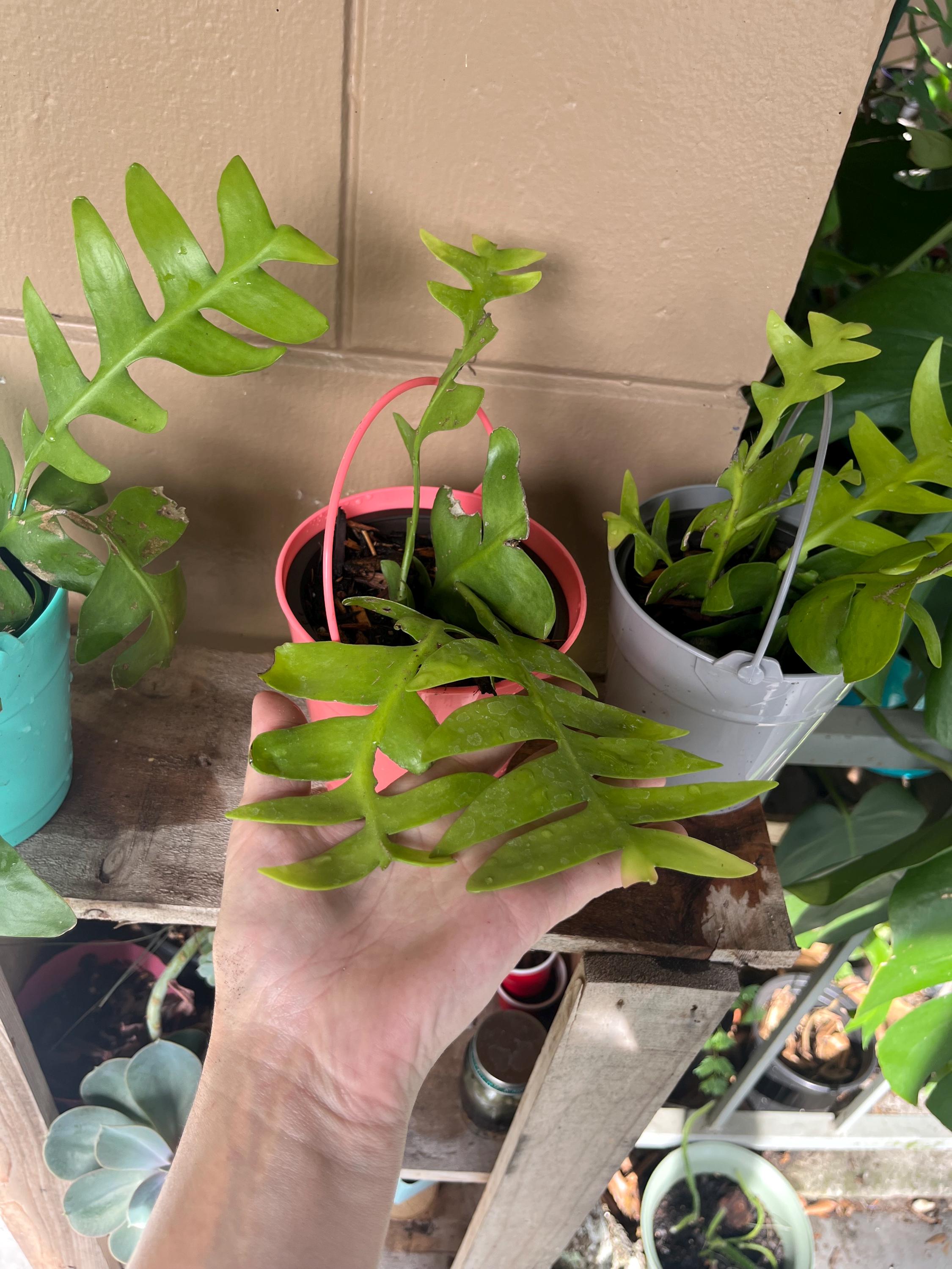 Sharktooth Cactus Plant - Etsy