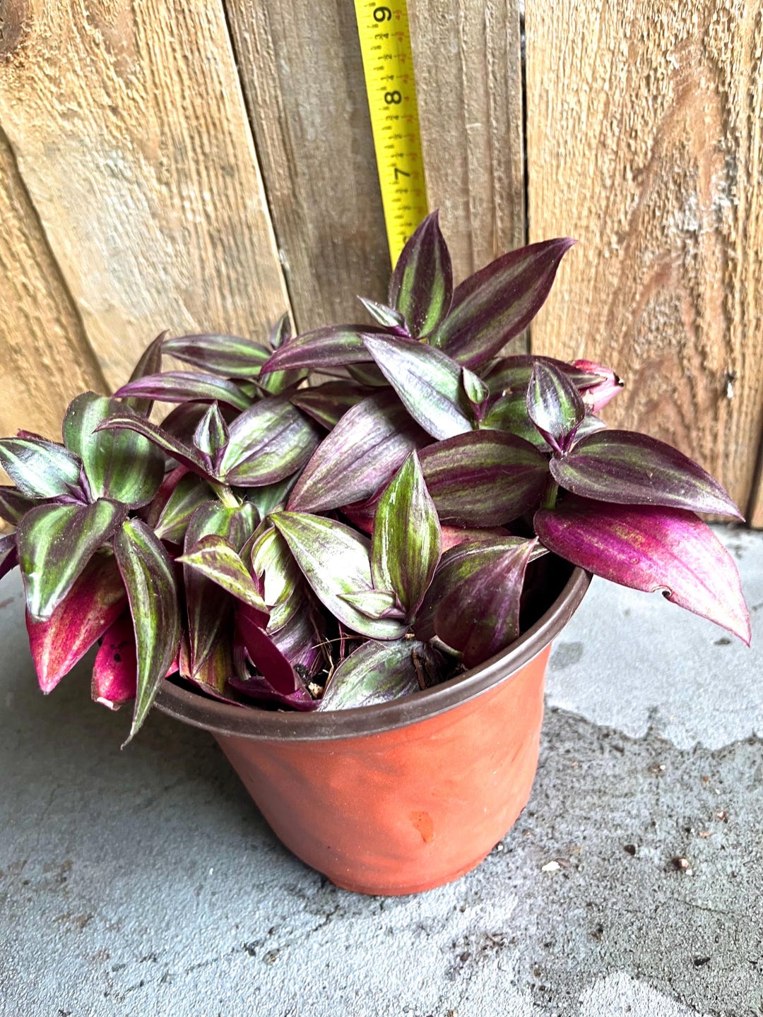 Purple Roaming Jew Plant - Etsy