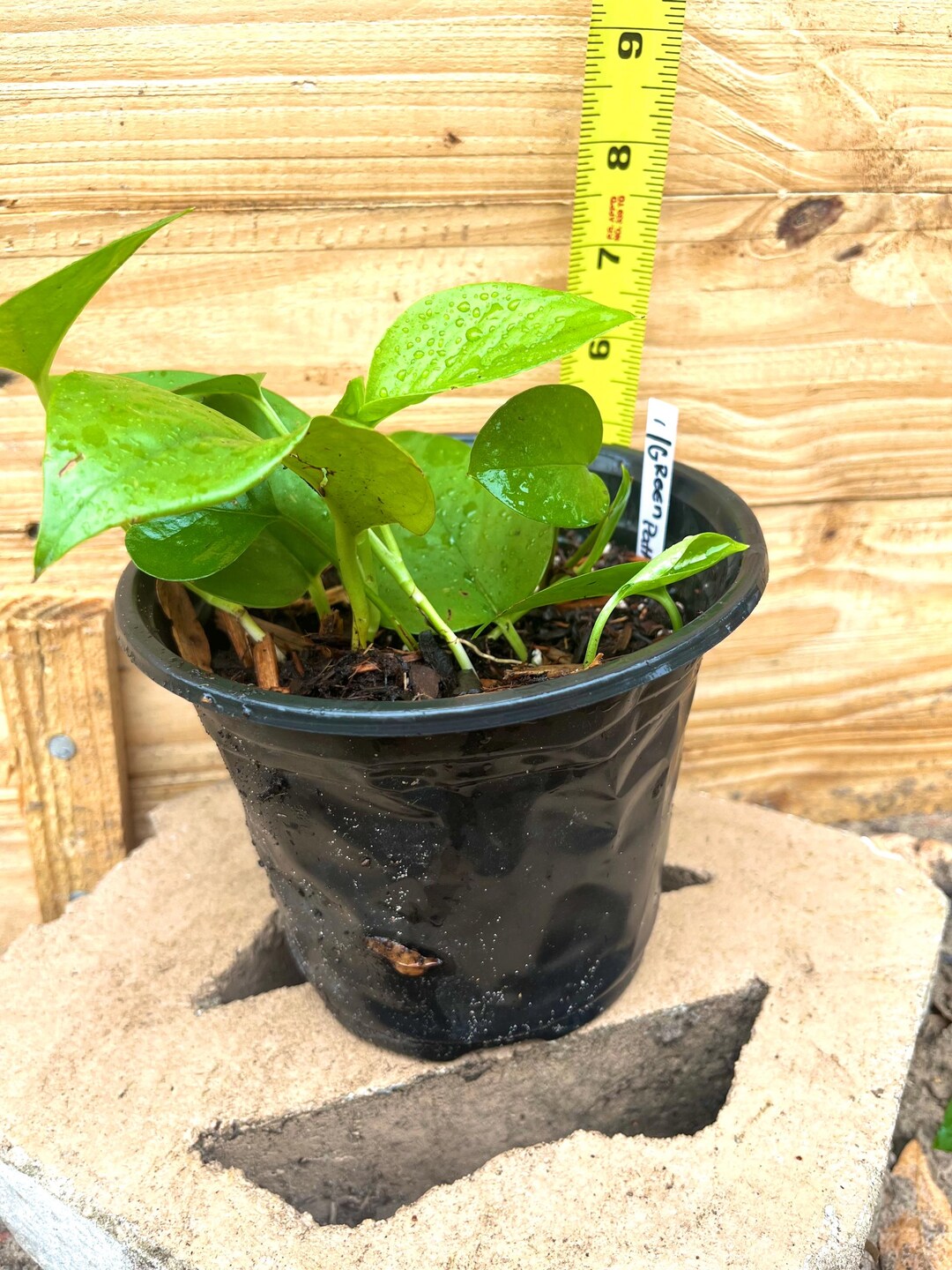 Green Pathos and Golden Pathos - Etsy