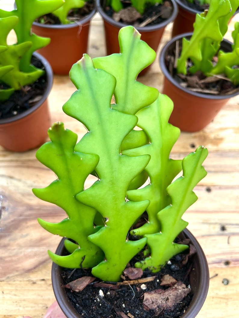 Take A Look About Ric Rac Cactus Care