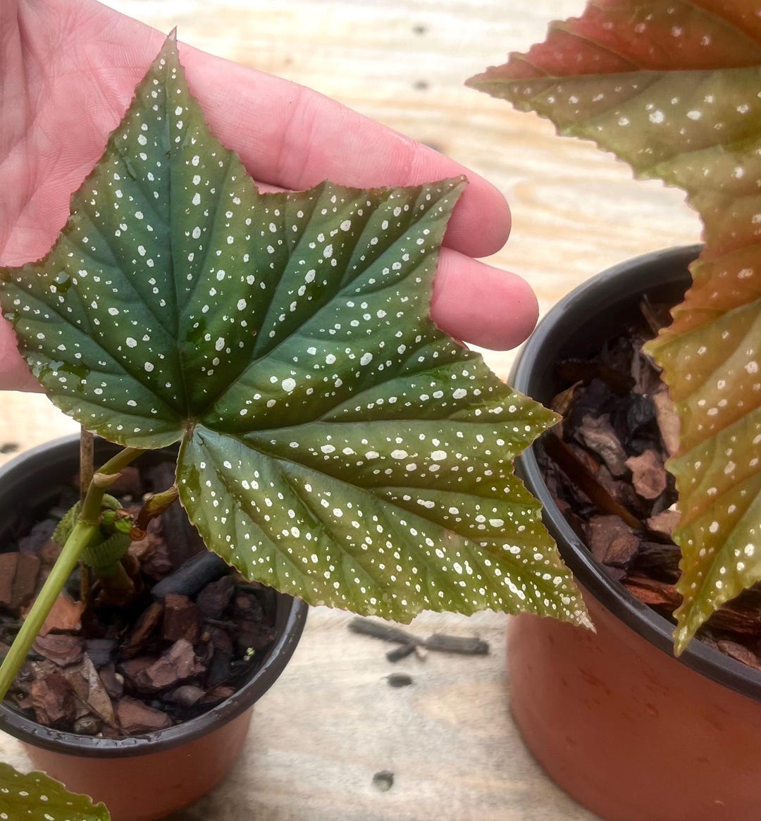 Angel Wing Cane Begonia Plant - Etsy