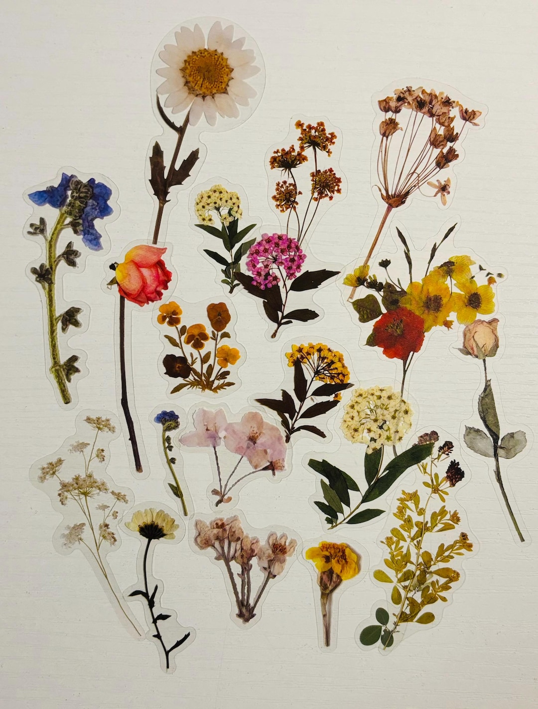 Transparent Pressed Flower Stickers - 20 Pack - Vinyl Decals - Etsy