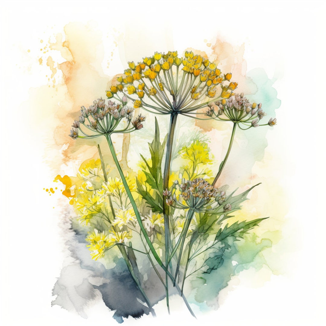 Wild Parsnip Flower Digital Watercolor Print - Etsy