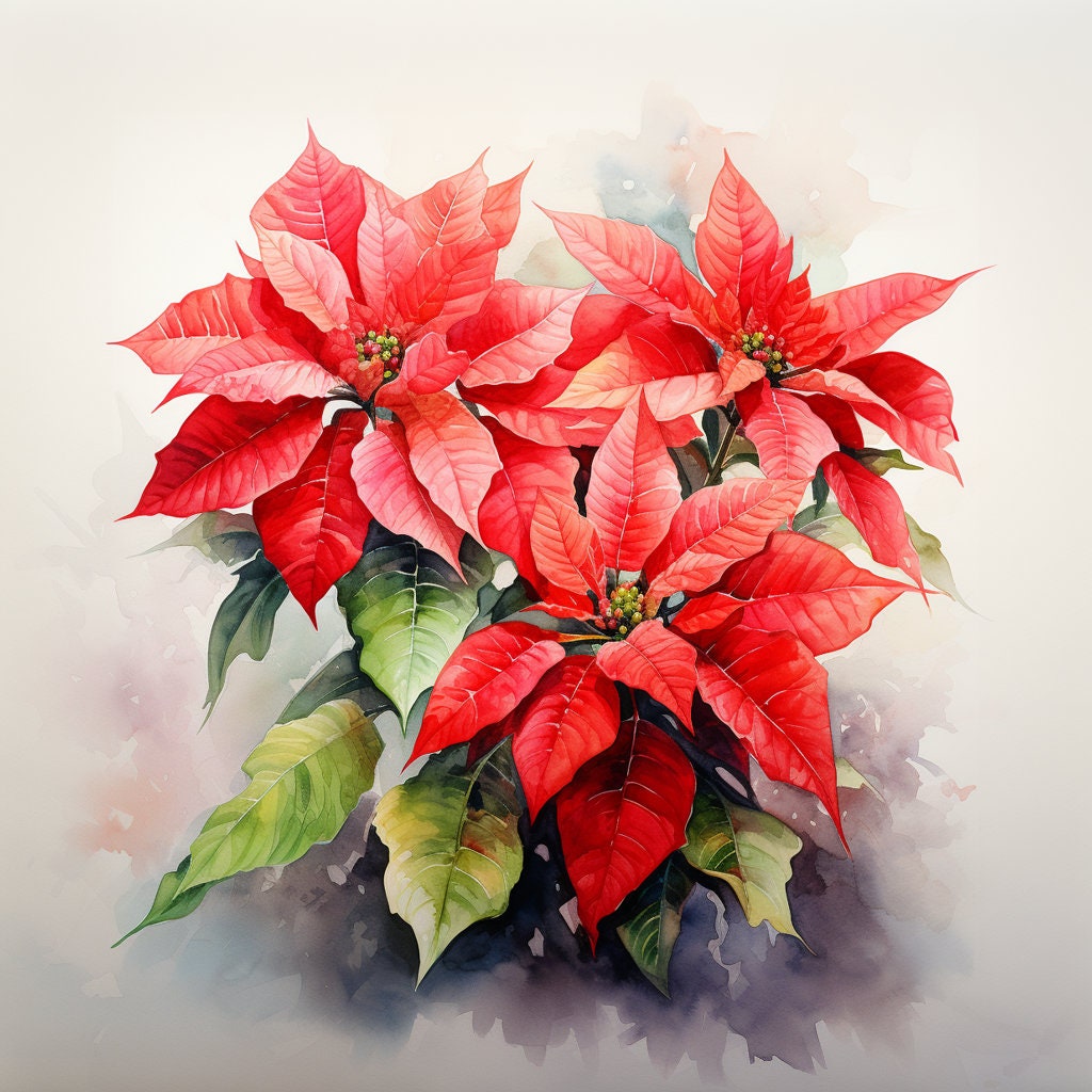 Poinsettia – Watercolor – Digital Print - Etsy