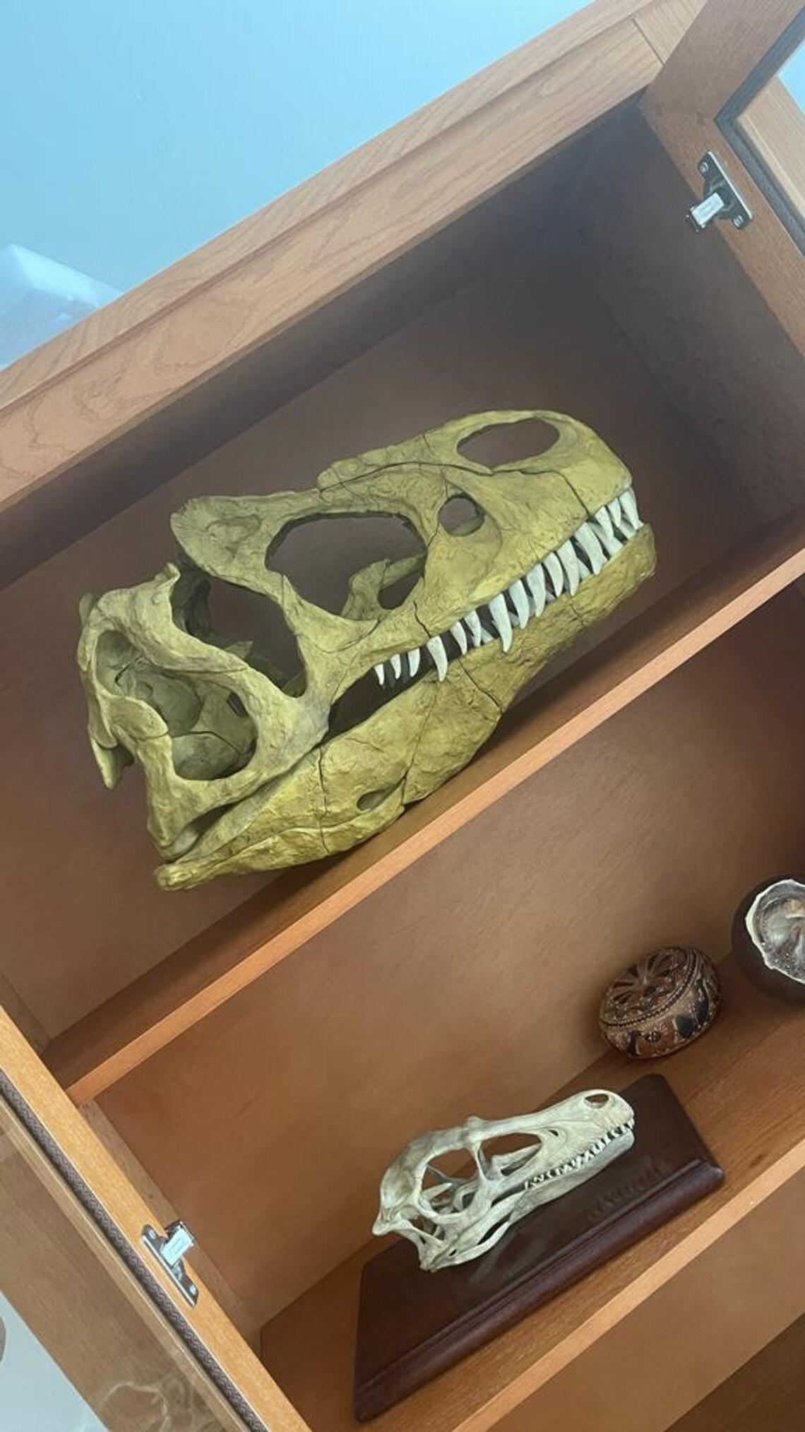 Allosaurus Fossil - Etsy