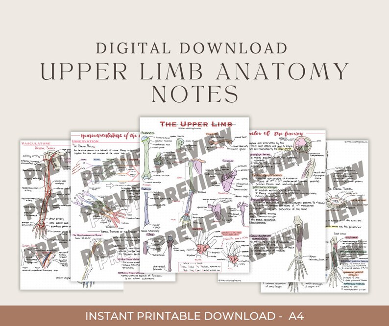 Upper Limb Anatomy Notes - Etsy