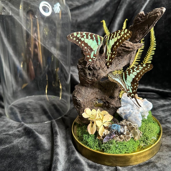 Butterfly Terrarium - Etsy