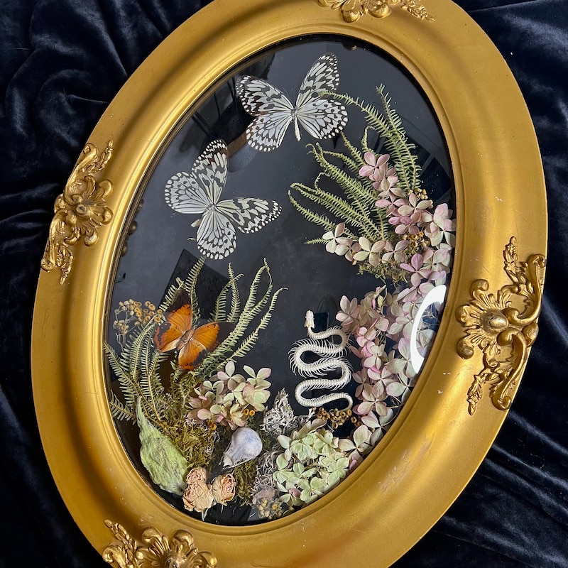 Butterfly Skeleton - Etsy