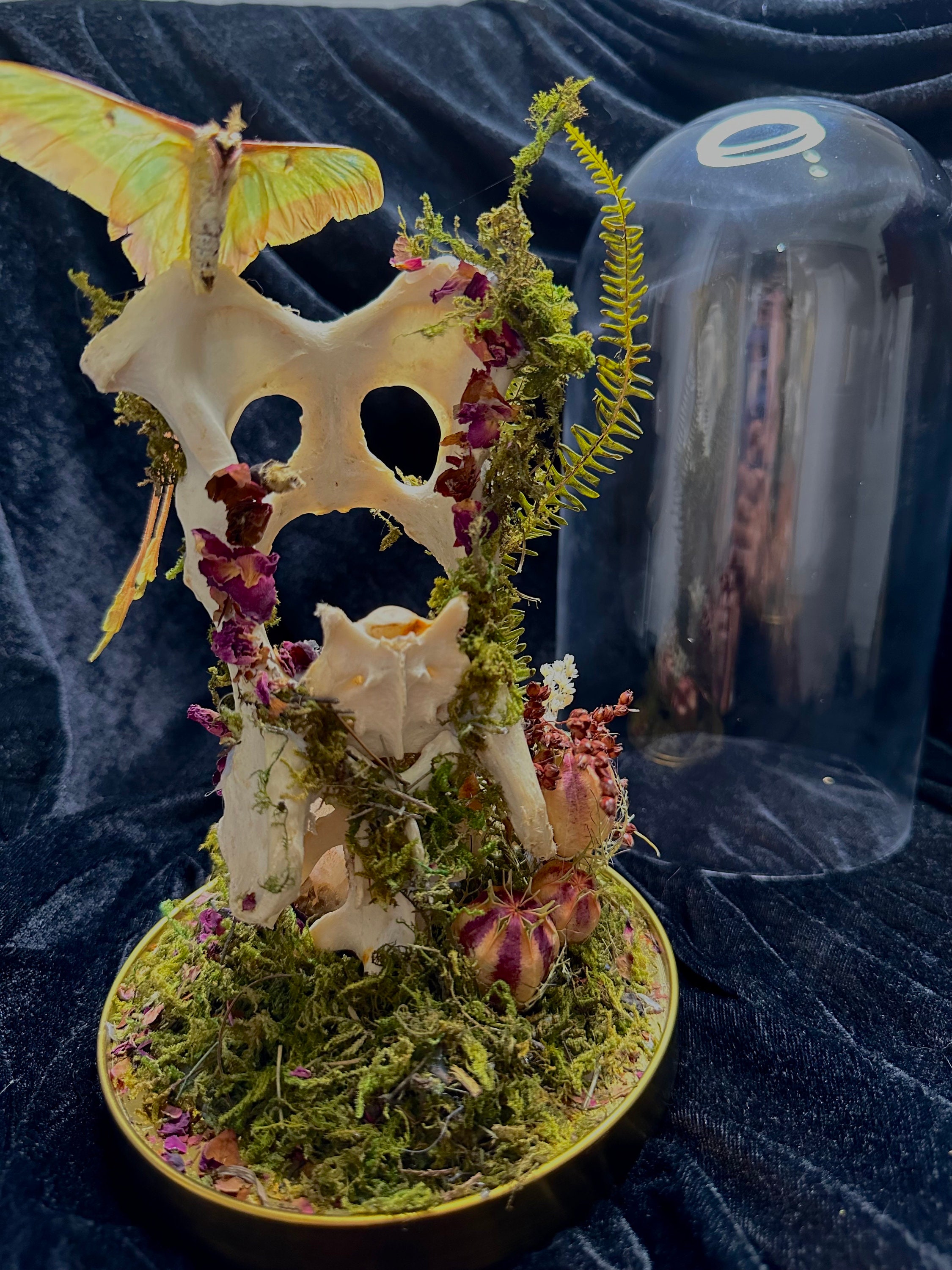 Chinese Moon Moth Terrarium - Etsy
