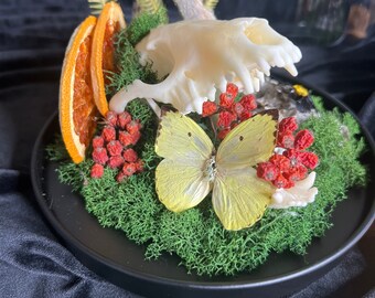 Mink Skull Lantern Woodsy Terrarium Natural Real Animal Bones Gothic ...