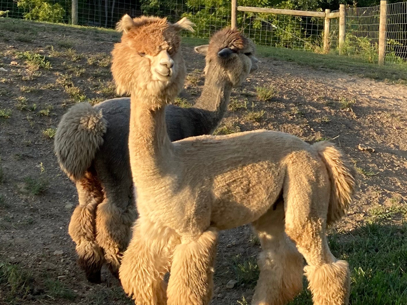 100% Alpaca Manure Poop Pellets Soil Amendment for Fertilizing Gardens ...