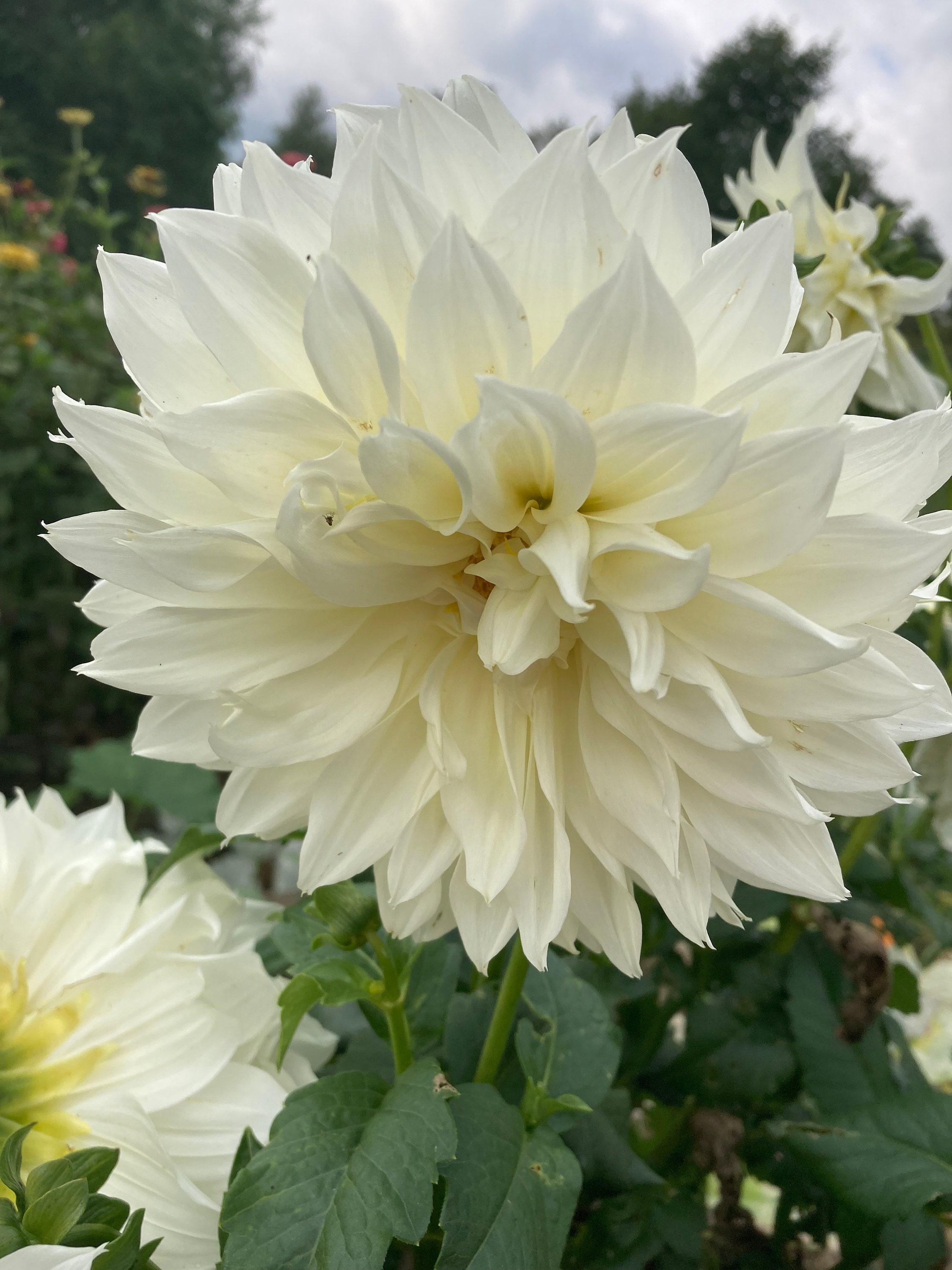 2 Gallon6-7 Lbs Dry Alpaca Manure Garden Plant Fertilizer, Soil ...