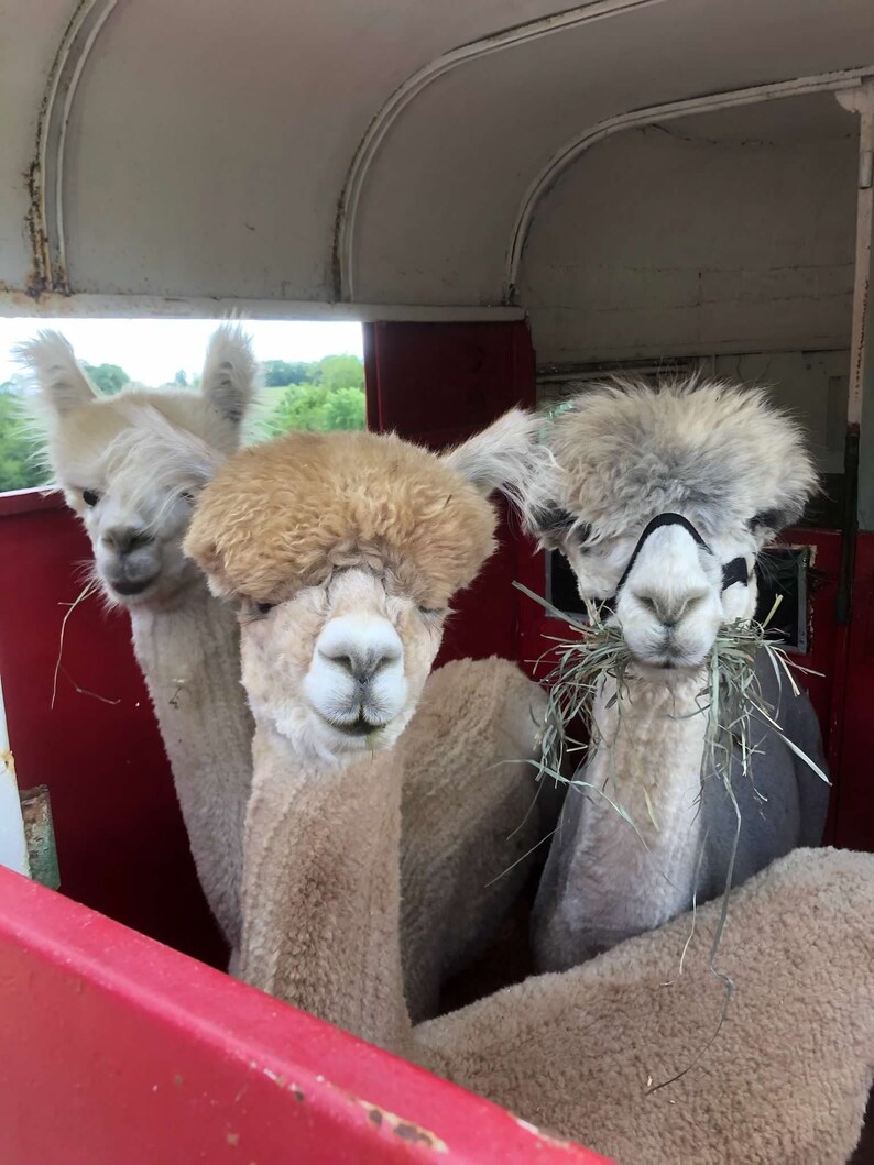 2 Gallon6-7 Lbs Dry Alpaca Manure Garden Plant Fertilizer, Soil ...