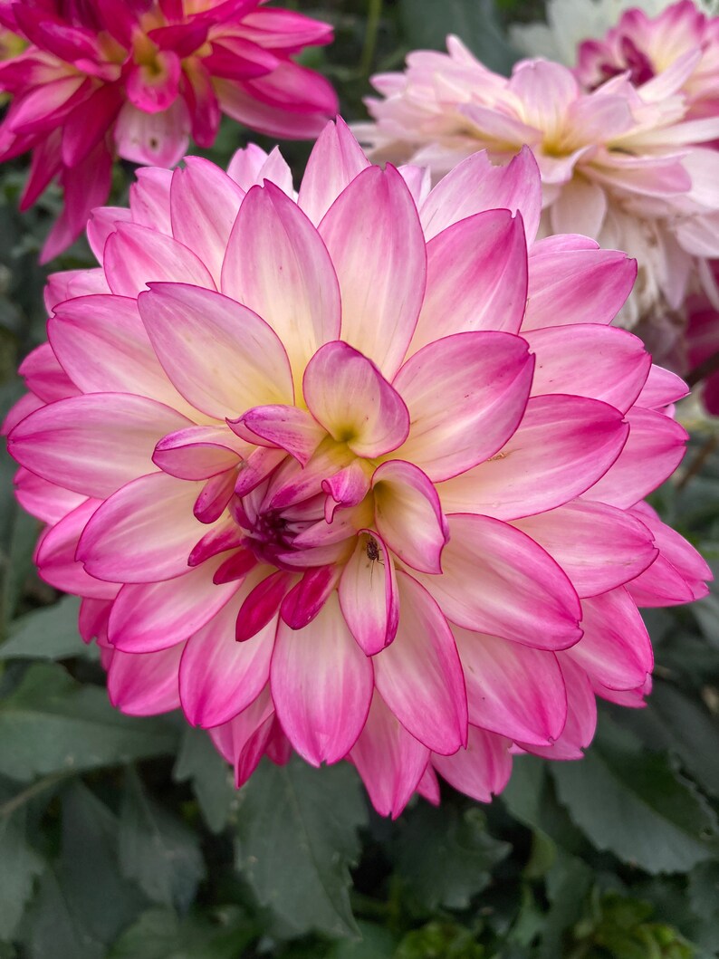 2 Gallon6-7 Lbs Dry Alpaca Manure Garden Plant Fertilizer, Soil ...