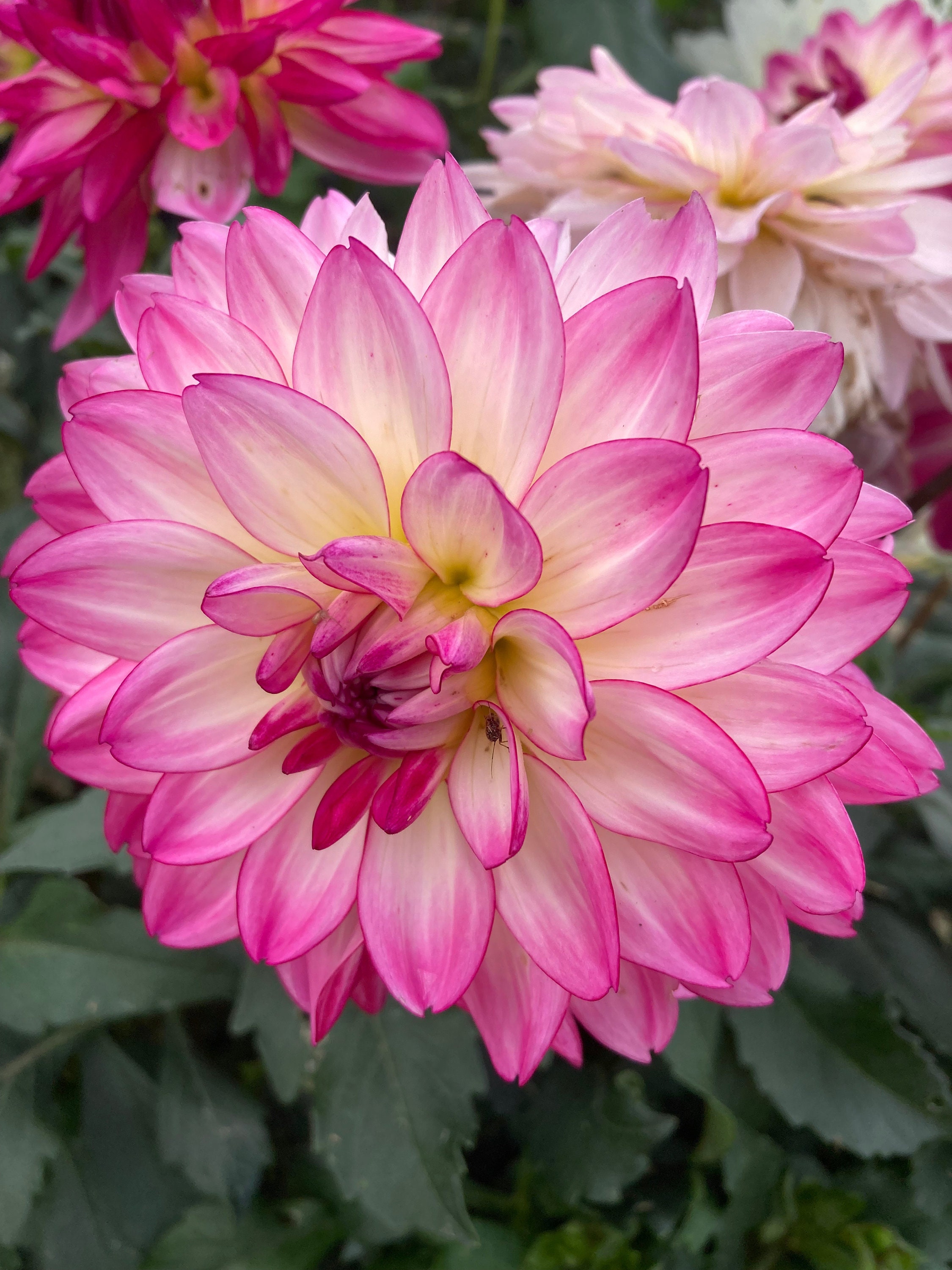 100% Alpaca Manure Poop Pellets Soil Amendment for Fertilizing Gardens ...