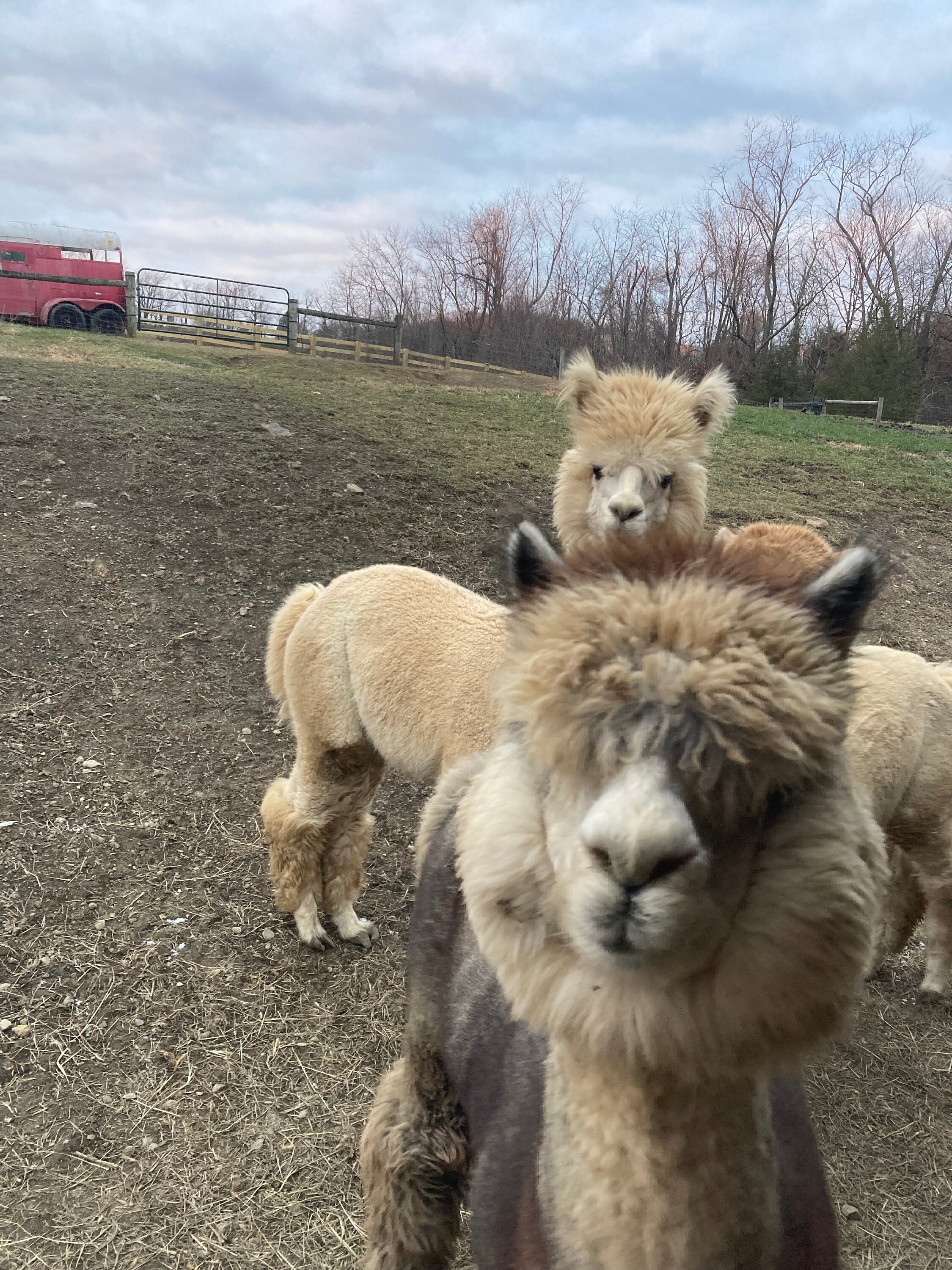 2 Gallon6-7 Lbs Dry Alpaca Manure Garden Plant Fertilizer, Soil ...