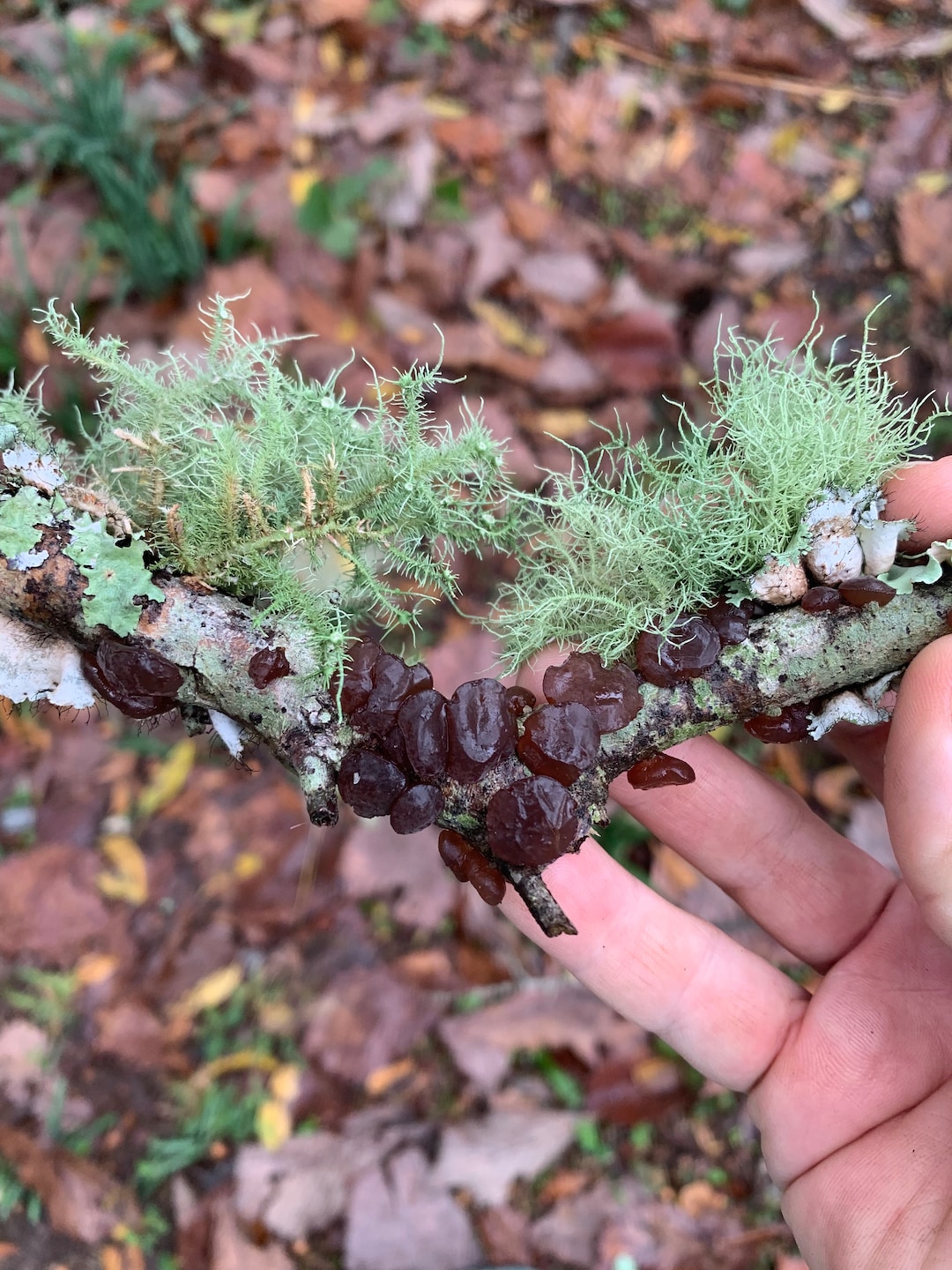 Usnea Lichen (usnea Barbata) - Etsy