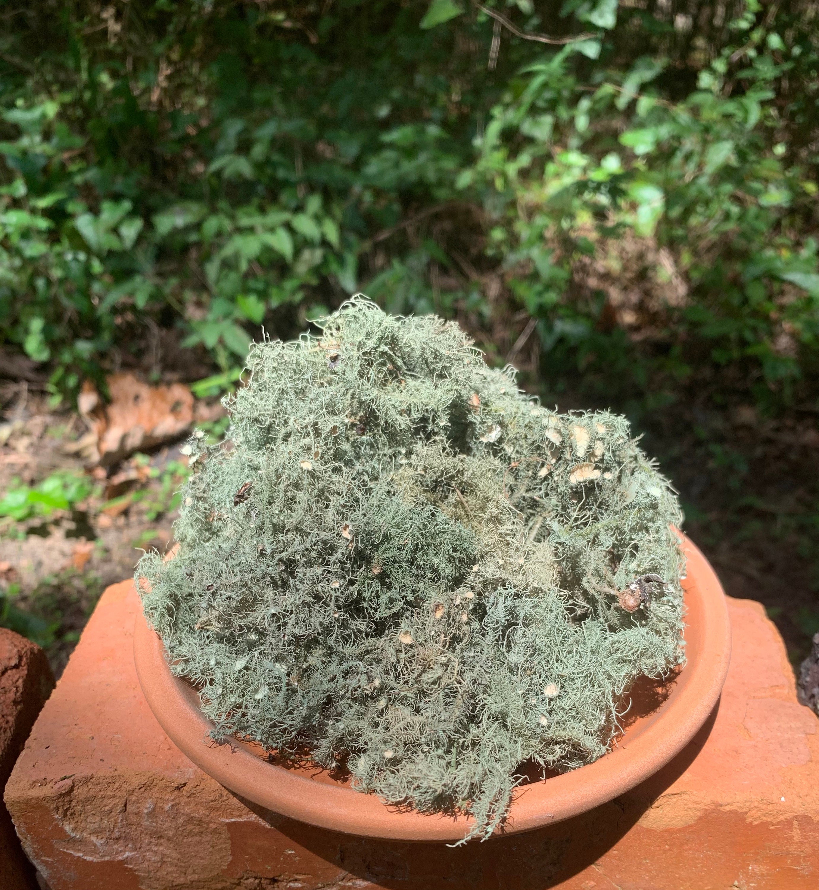 Usnea Lichen (usnea Barbata) - Etsy