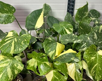 Monstera Thai Constellation, Thai Constellation, Monstera, Low ...