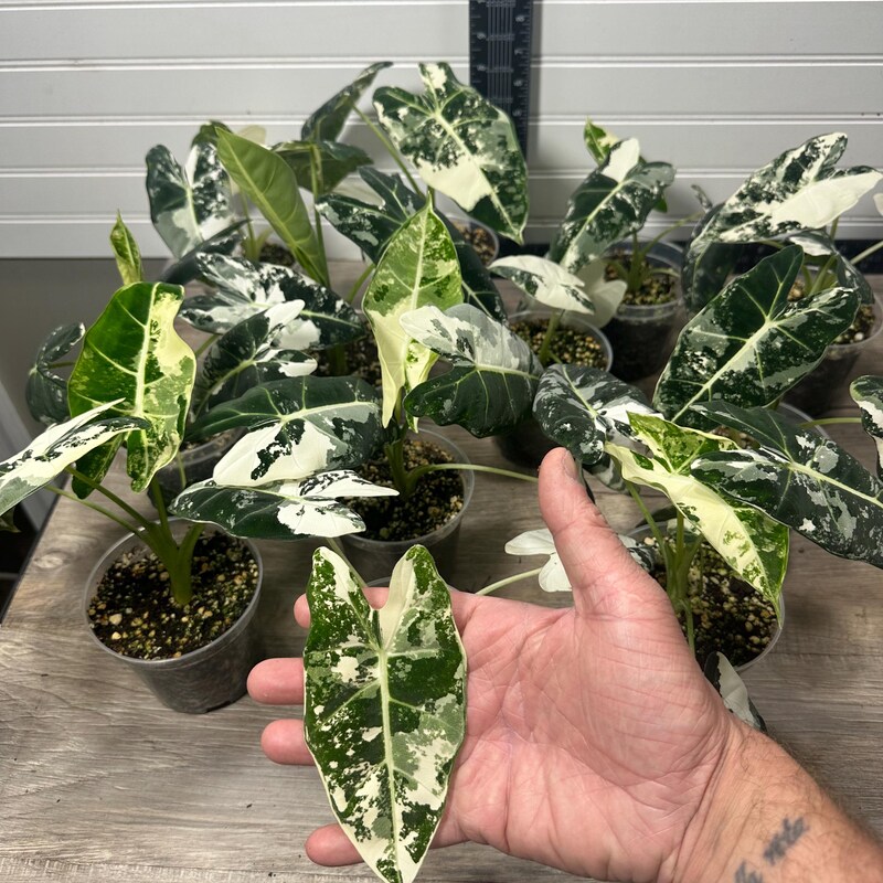 Variegated - Etsy