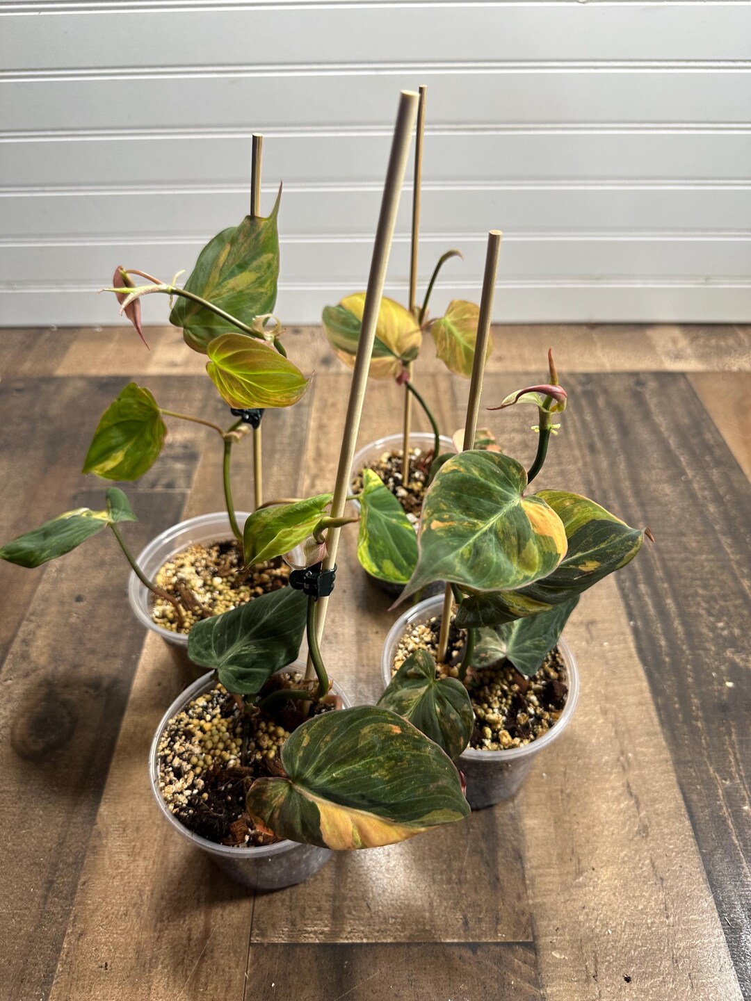 Variegated Philodendron Micans Aurea - Etsy