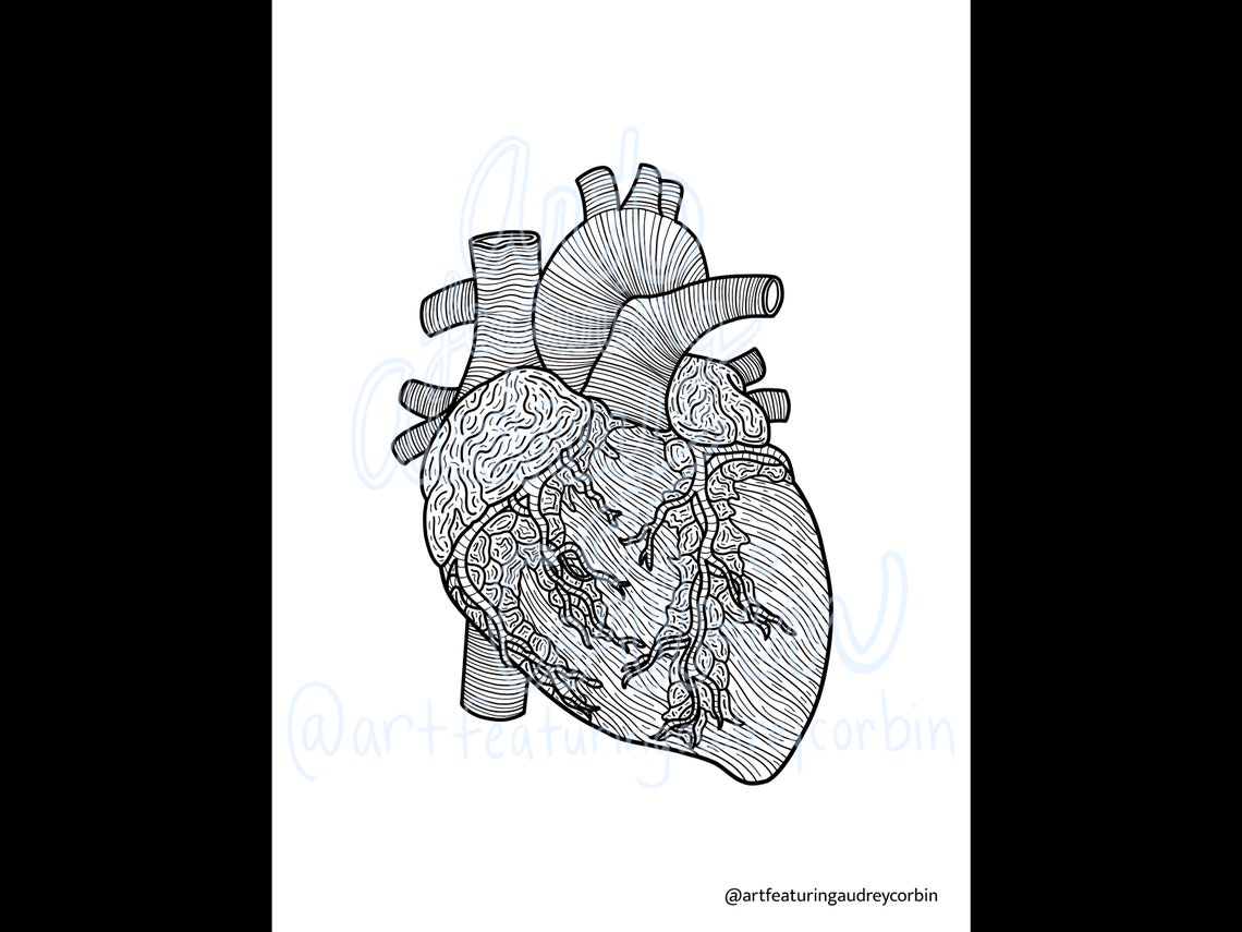 Realistic Heart Anatomy Coloring Page for Kids and Adults Instant ...