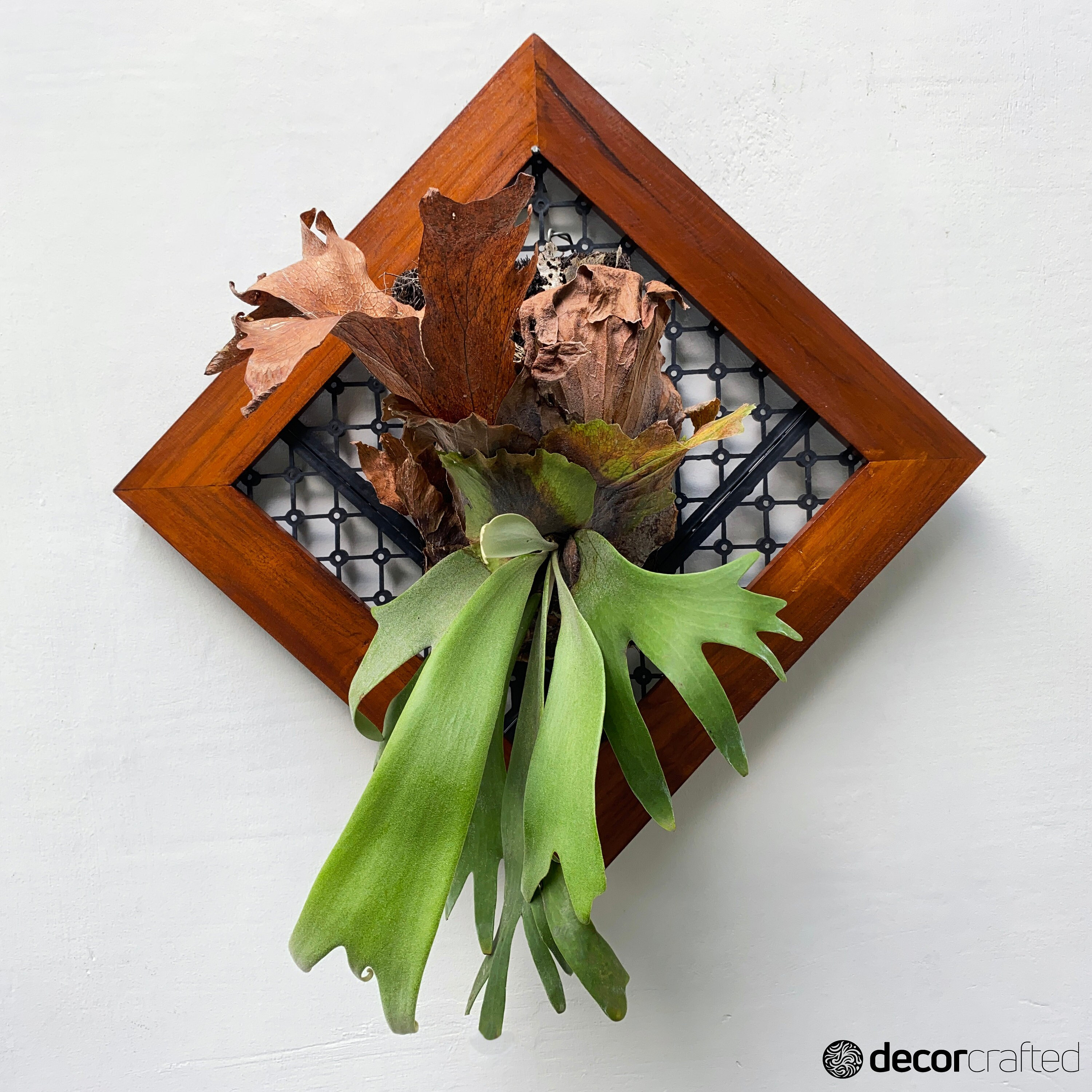 Platycerium Staghorn Ferns Mounting Frame Teak Wood - Etsy