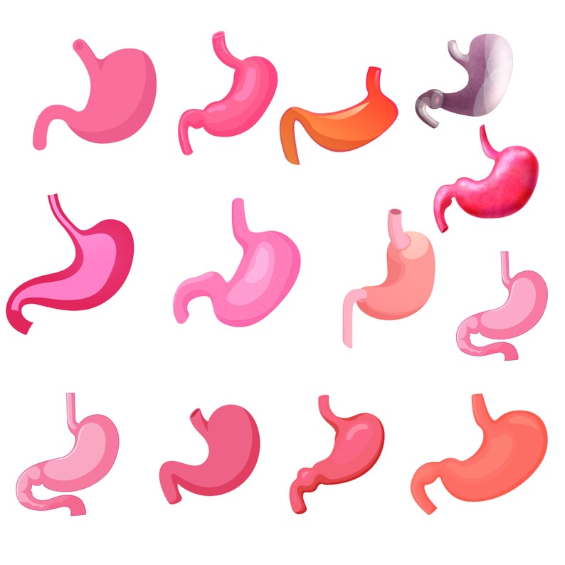 Body Organs Clipart, Human Body Organs Digital Download, Human Body ...