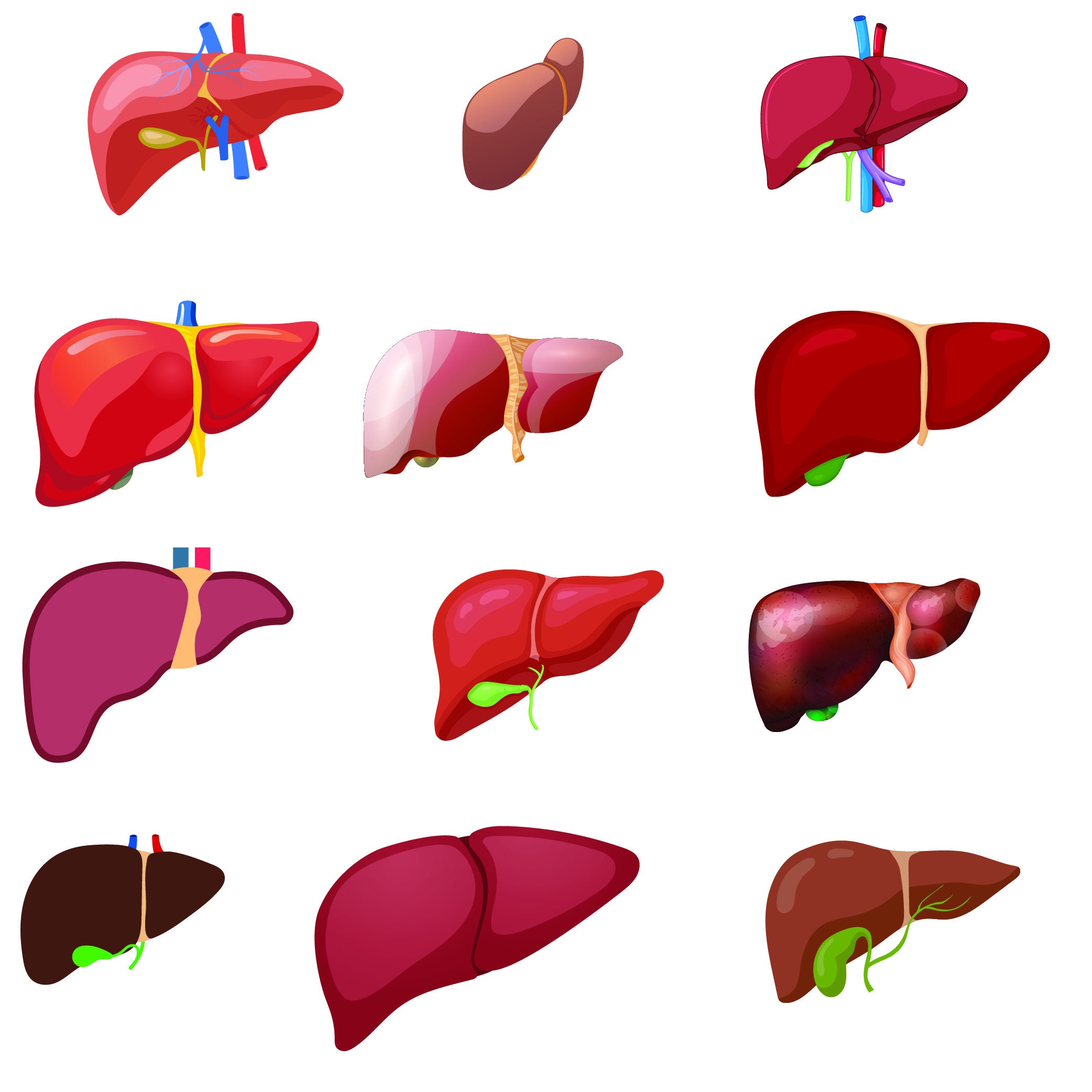 Body Organs Clipart, Human Body Organs Digital Download, Human Body ...