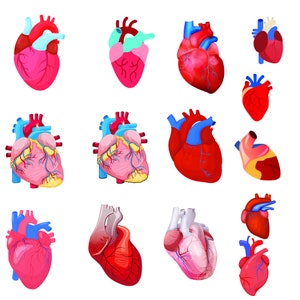 Body Organs Clipart, Human Body Organs Digital Download, Human Body ...