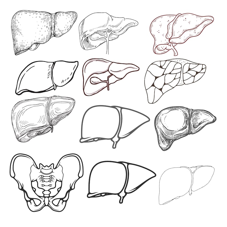 Human Organs Svg File Anatomical Human Organs Floral Heart Svg Human ...