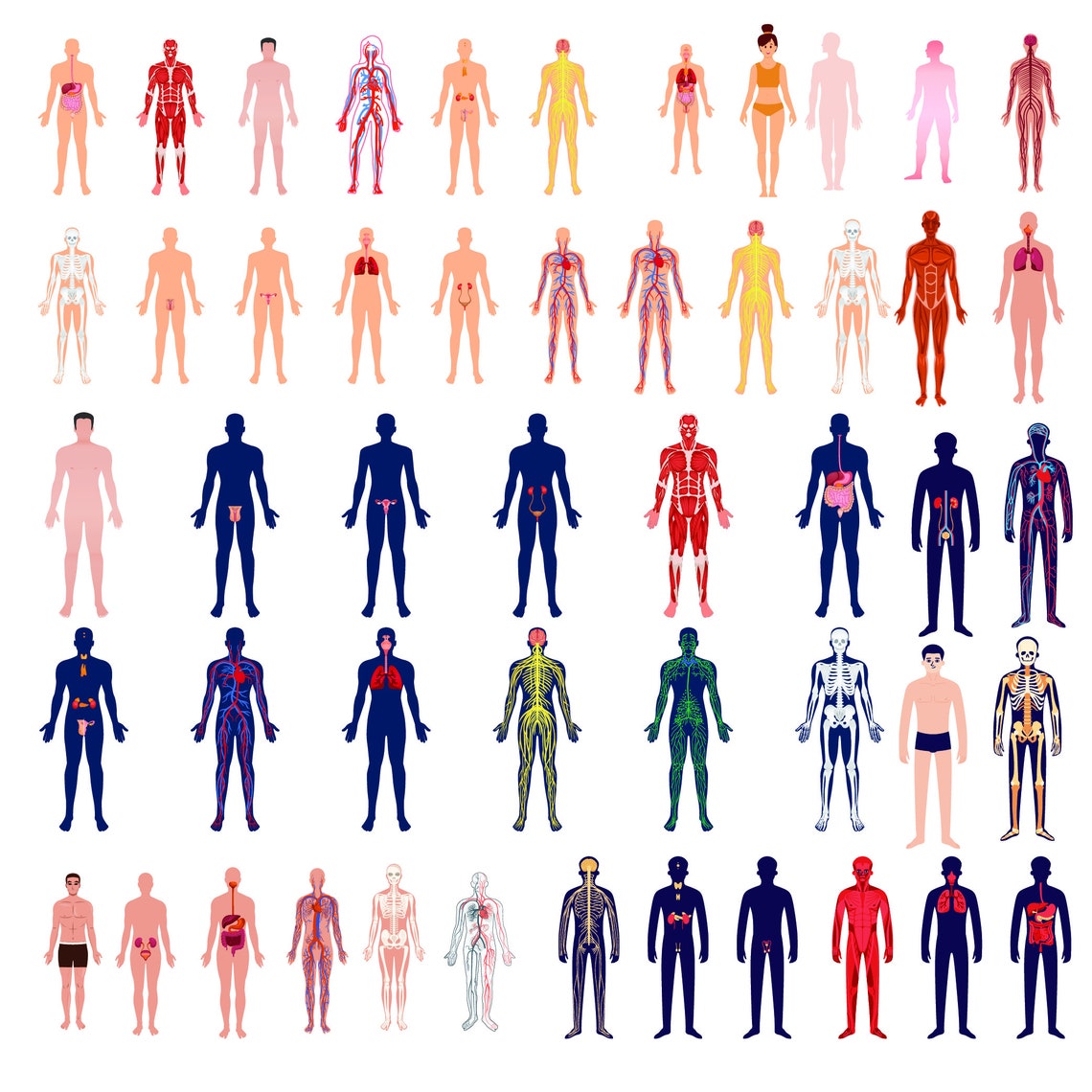 Body Organs Clipart, Human Body Organs Digital Download, Human Body ...