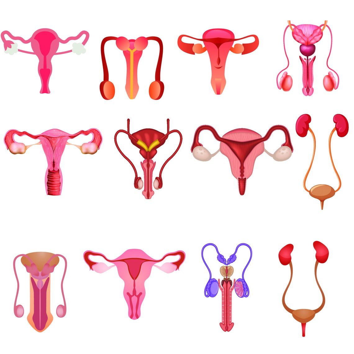 Body Organs Clipart, Human Body Organs Digital Download, Human Body ...