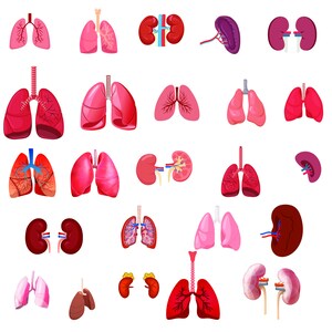Body Organs Clipart, Human Body Organs Digital Download, Human Body ...
