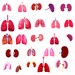 Body Organs Clipart, Human Body Organs Digital Download, Human Body ...