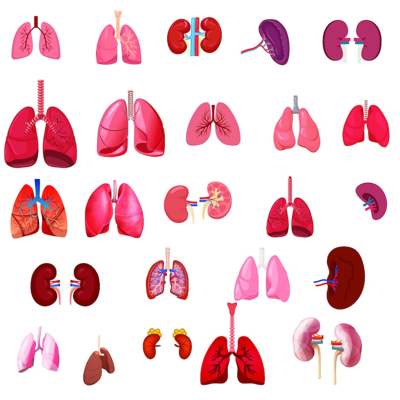 Body Organs Clipart, Human Body Organs Digital Download, Human Body ...