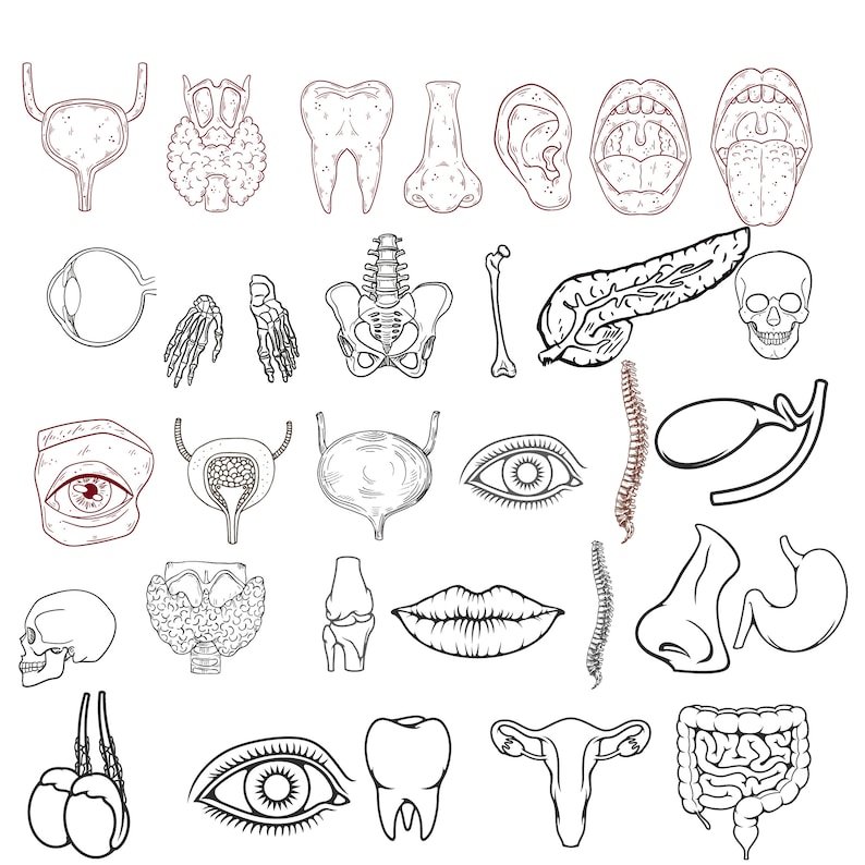 Human Organs Svg File Anatomical Human Organs Floral Heart Svg Human ...