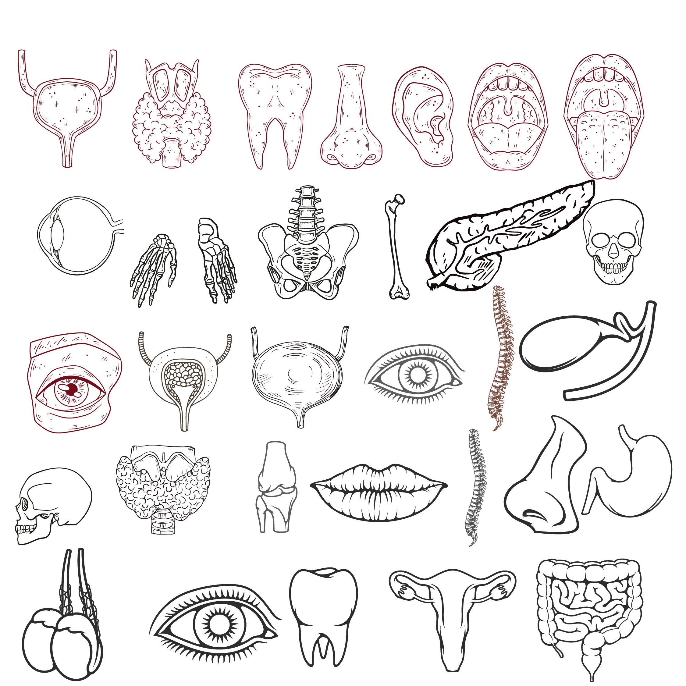 Human Organs Svg File Anatomical Human Organs Floral Heart Svg Human ...