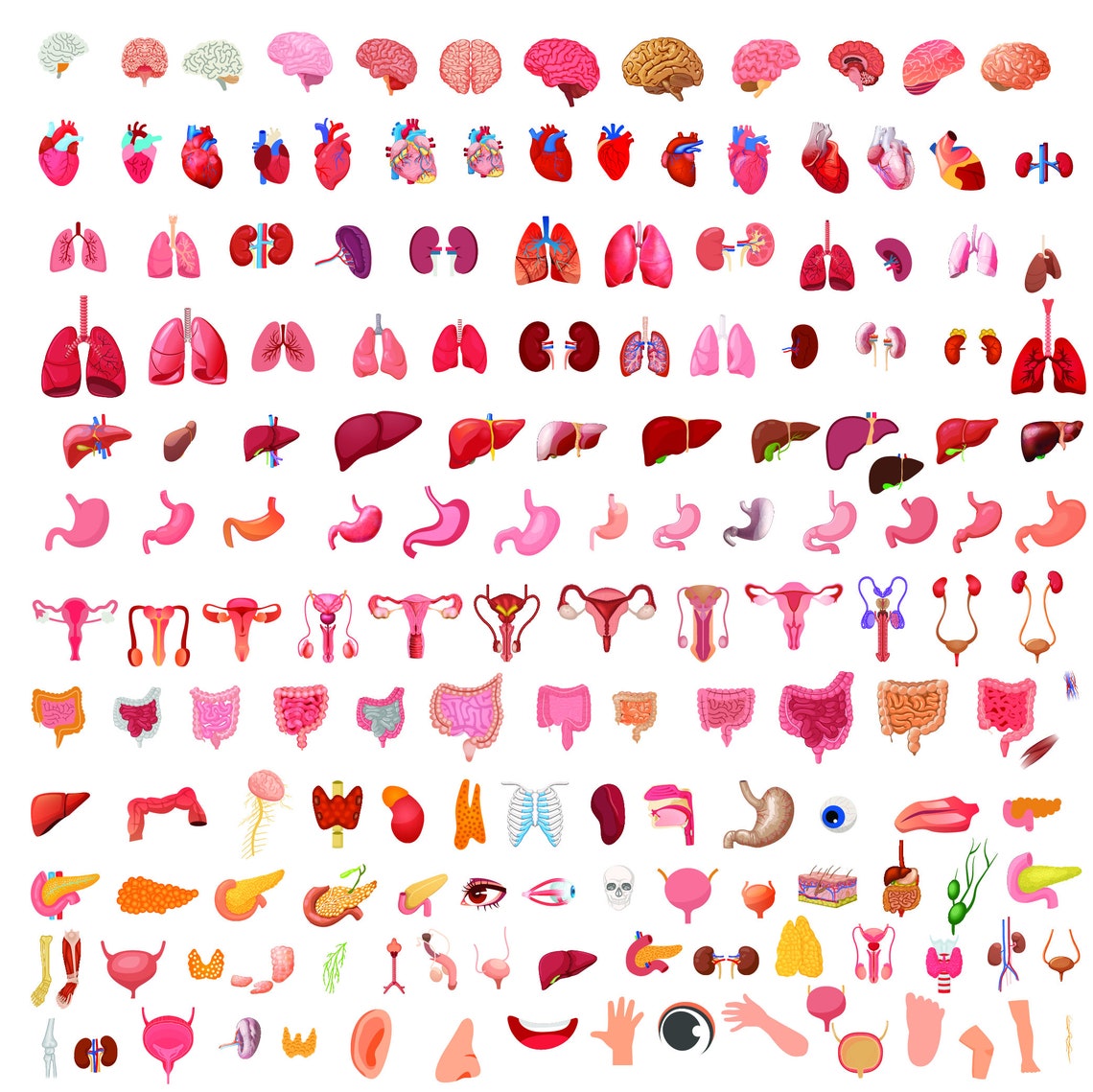 Body Organs Clipart, Human Body Organs Digital Download, Human Body ...