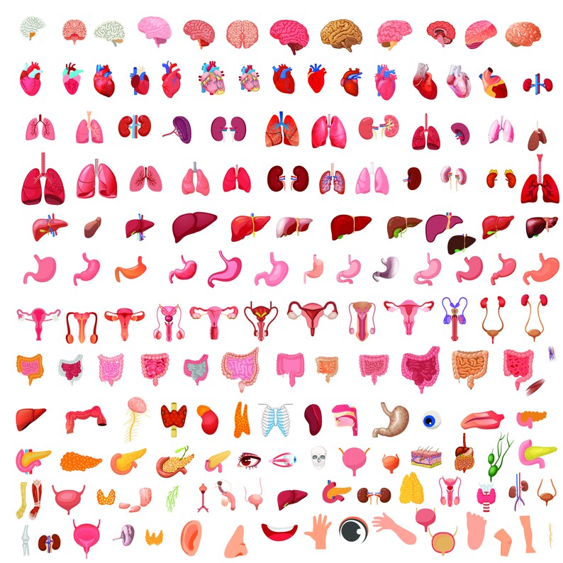 Body Organs Clipart, Human Body Organs Digital Download, Human Body ...