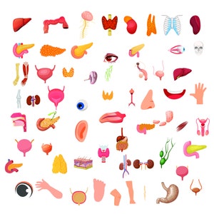 Body Organs Clipart, Human Body Organs Digital Download, Human Body ...