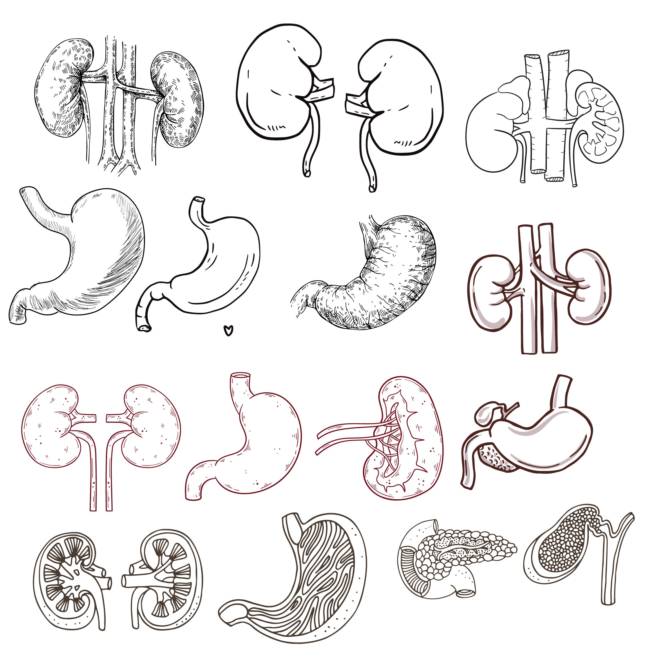 Human Organs Svg File Anatomical Human Organs Floral Heart Svg Human ...