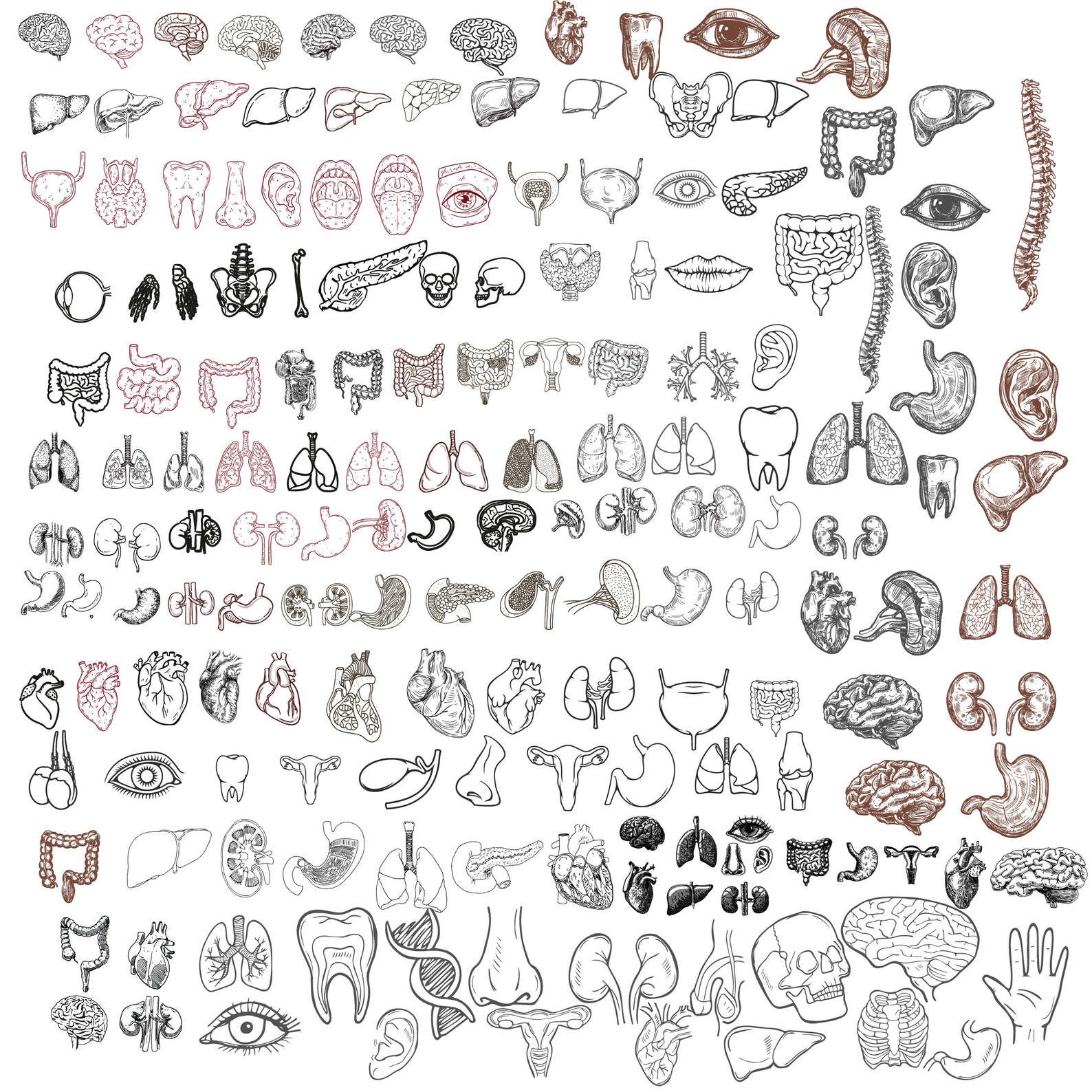 Human Organs Svg File Anatomical Human Organs Floral Heart Svg Human ...