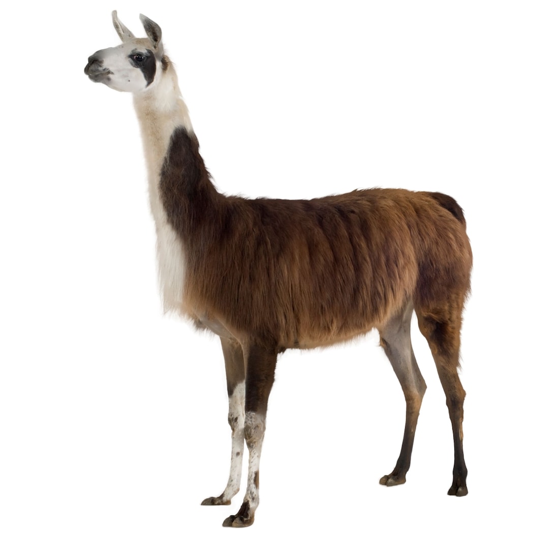 Llama Image File, Llama-tastic Digital Files, Funny Llama, Llama Image ...